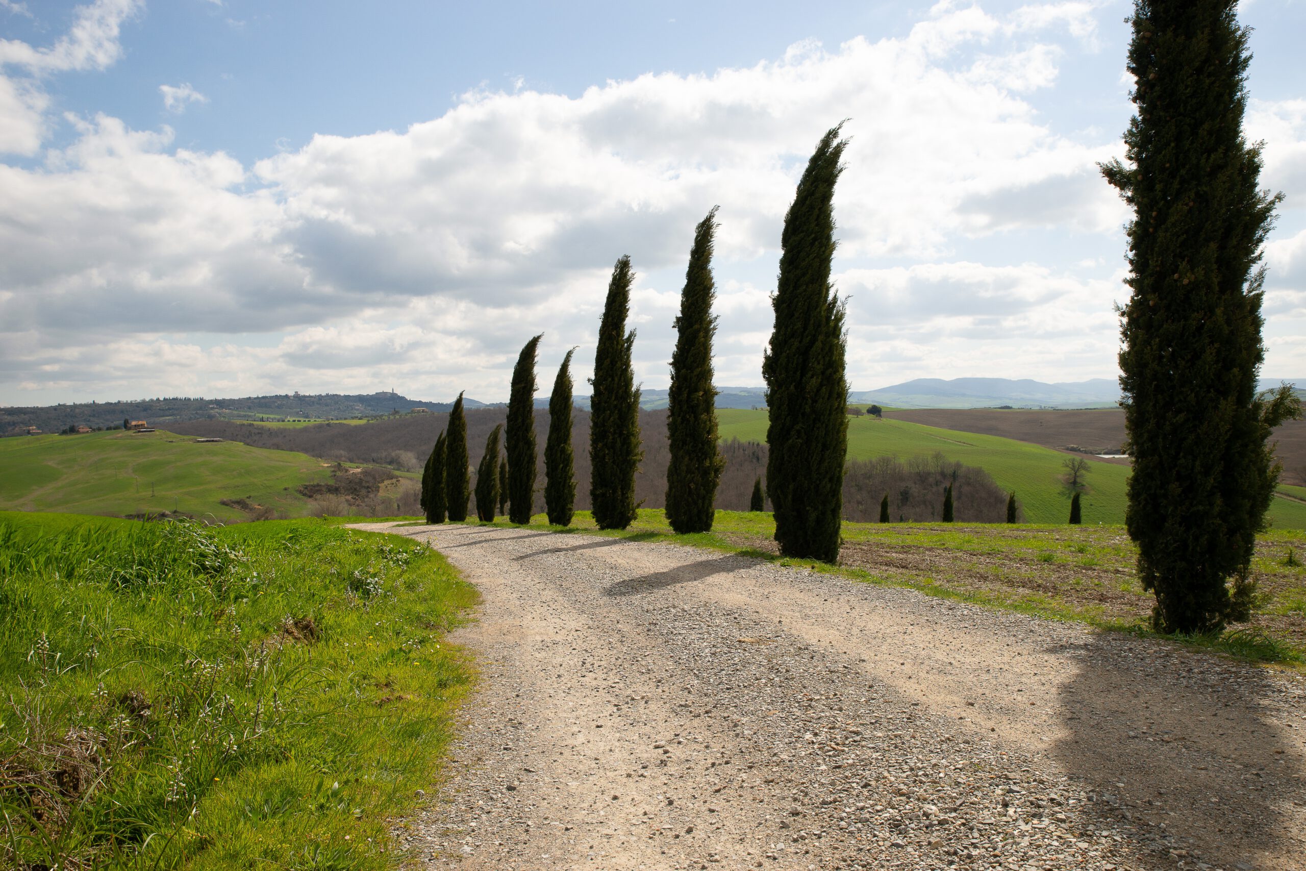 Cyprys w doniczce – poznaj sposoby jego pielęgnacji i hodowli ...